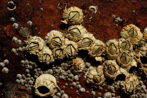 Barnacles - Living with Scleroderma