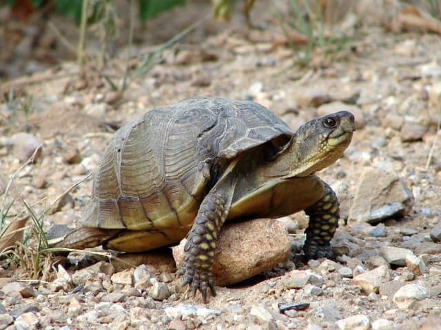 Turtling - Living with Scleroderma